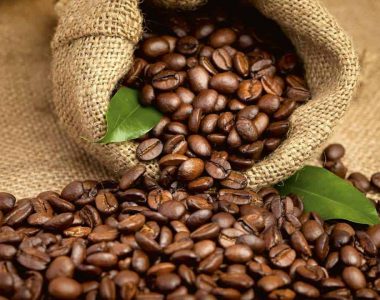Olive tree – First Pasha Coffee